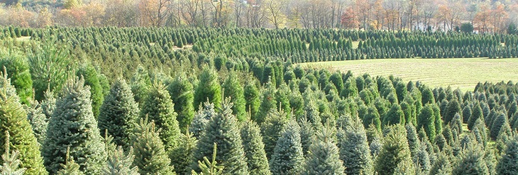 Dunn's Pride Trees