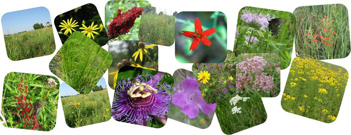 Roundstone Native Seed