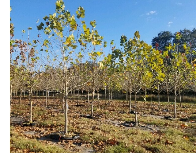 Blue Oak Tree Farms
