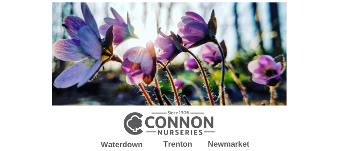 Connon Nurseries (CBV Holdings) - Connon Nurseries -- CBV Holdings