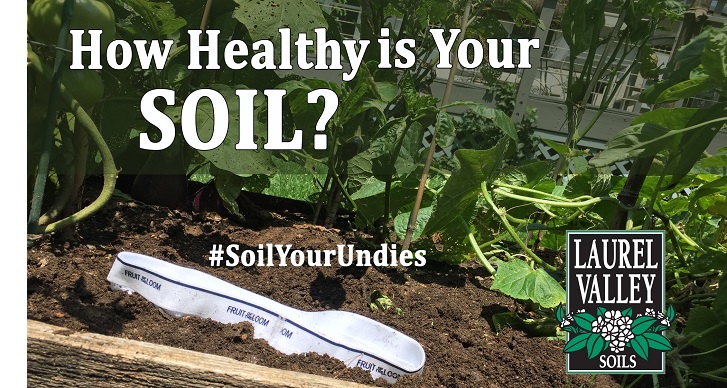 Laurel Valley Soils