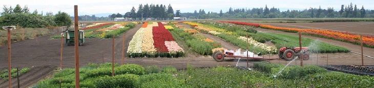 Mak Lilies & Perennials