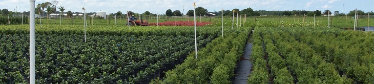 Tapia Nursery