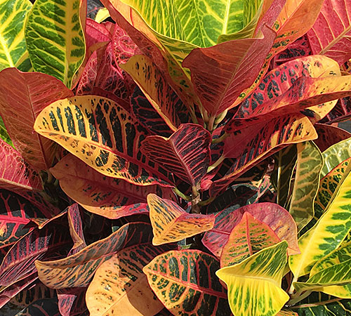 Triad Plant