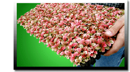 Express Seed
