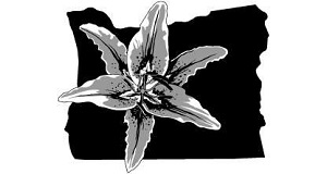 Mak Lilies & Perennials