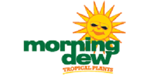 Morning Dew
