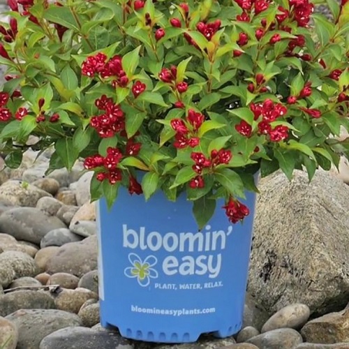 Bloomin' Easy (Van Belle Nursery) - Bloomin' Easy -- Van Belle Nursery